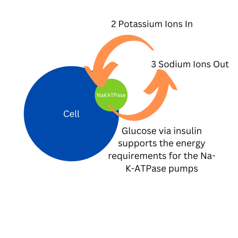 What maintains potassium balance? - Dr. Kelly Picard, PhD RD